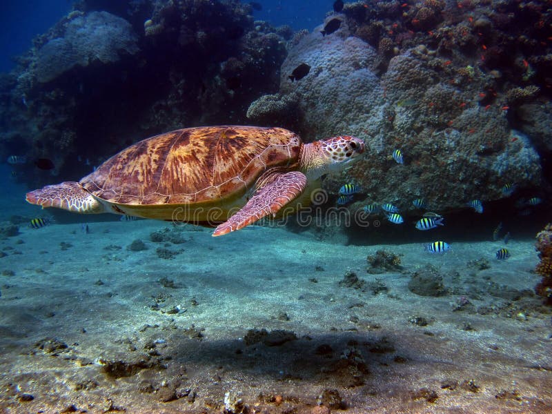 Green Turtle on the Reefs of the Red Sea. Stock Photo - Image of ...