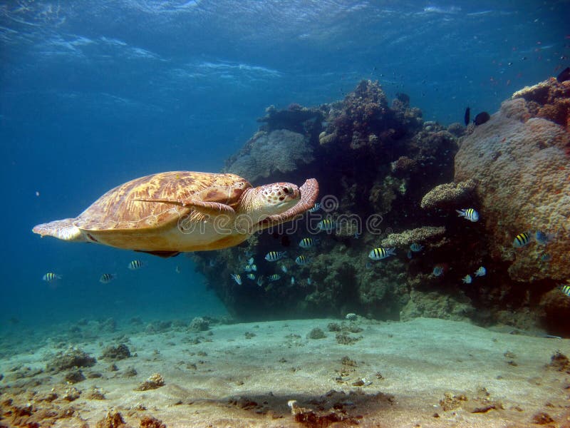 Green Turtle on the Reefs . Stock Image - Image of turtle, tortilla ...