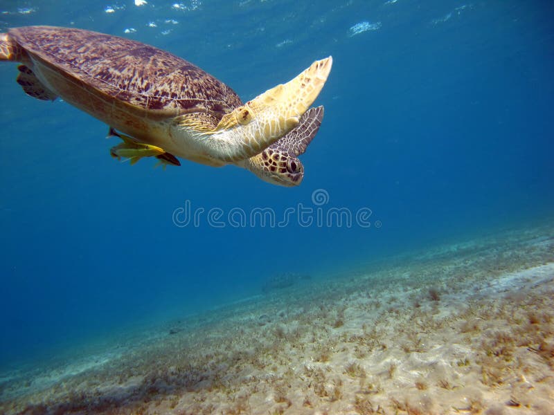 Big Green turtle . stock image. Image of ocean, tortoise - 260070807
