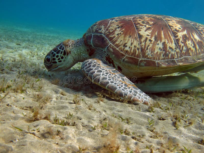 Green Turtle on the Reefs of the Red Sea. Stock Photo - Image of ...