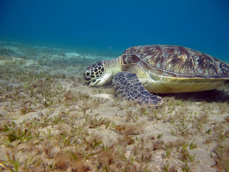 Green Turtle on the Reefs of the Red Sea. Stock Photo - Image of ...