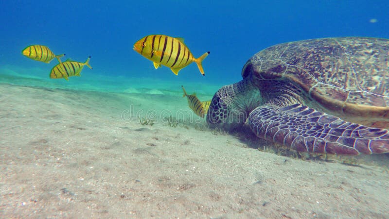 Big Green Turtle .Sea Turtles. Stock Image - Image of turtle, turtles ...