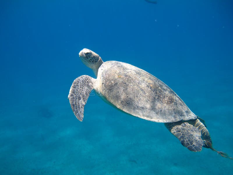 Green Turtle on the Reefs . Stock Image - Image of turtle, tortilla ...