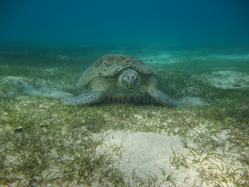 Big Green Turtle . Sea Turtles . Great Reef Turtle . Stock Photo ...