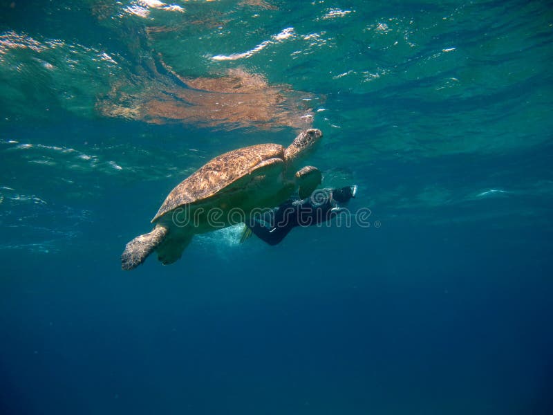 Big Green Turtle . Sea Turtles . Great Reef Turtle . Stock Image ...