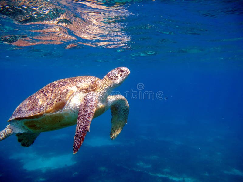 Big Green Turtle . Sea Turtles . Great Reef Turtle . Stock Photo ...