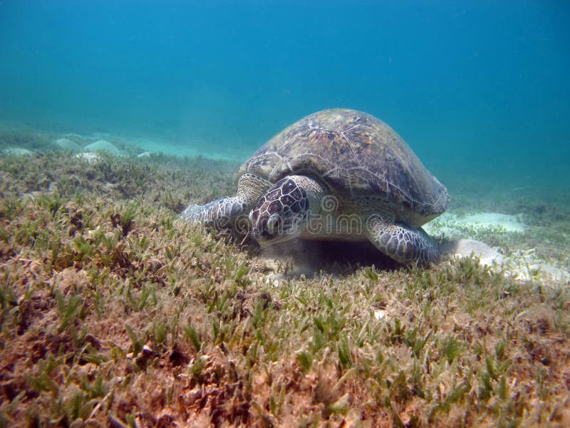 Big Green Turtle .Sea Turtles. Stock Image - Image of lizard, mammal ...