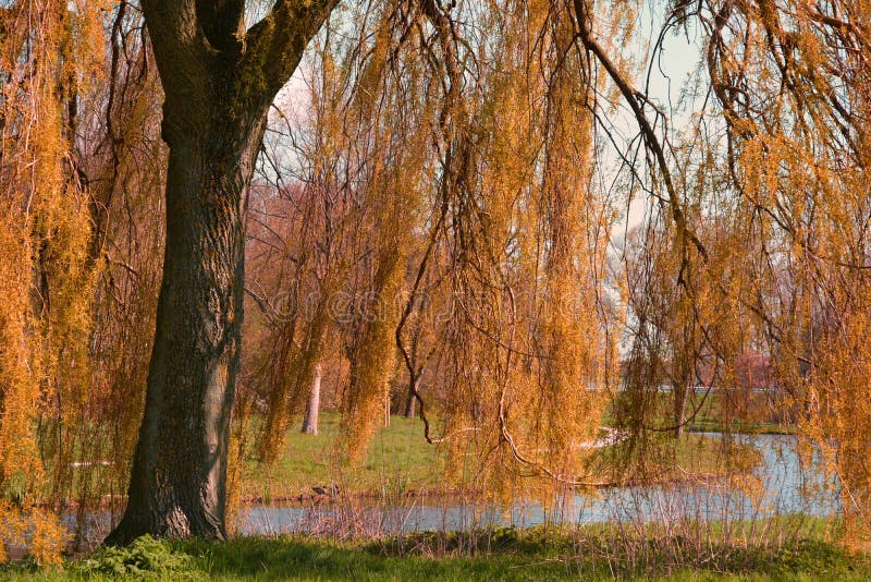 A Big Green Weeping Willow Tree by the Pond in the Autumn Fall Stock ...