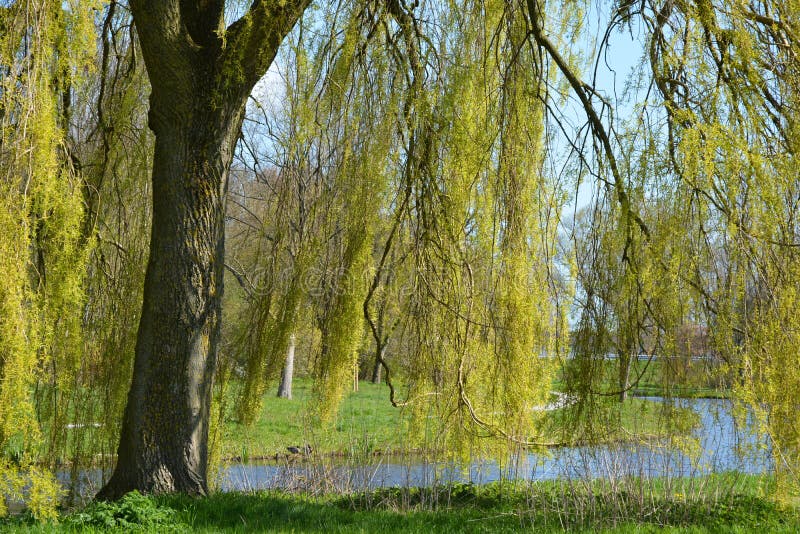 A Big Green Weeping Willow Tree by the Pond Stock Photo - Image of ...
