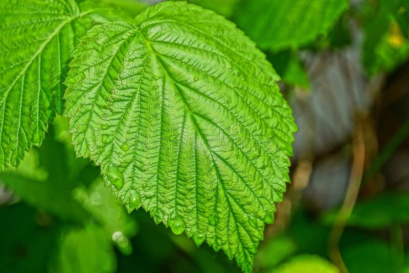 Big Green Wet Raspberry Leaf with Water Drops Stock Photo - Image of ...