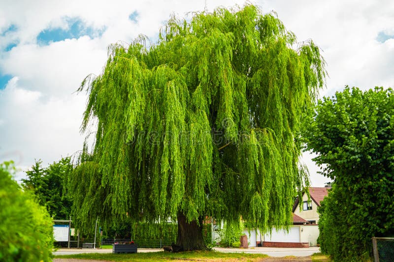 Big Green Willow Tree with Green Leaves Hanging Down the Branches of ...