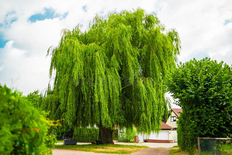 Big Green Willow Tree with Green Leaves Hanging Down the Branches Stock ...