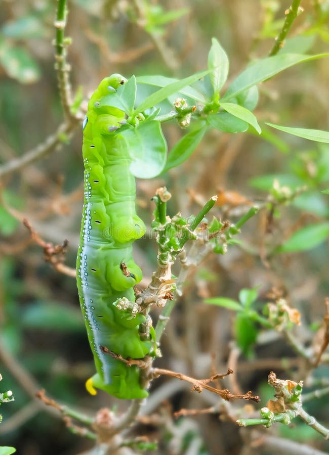 Big Green Worm or Caterpillar on Tree Branch Stock Photo - Image of ...