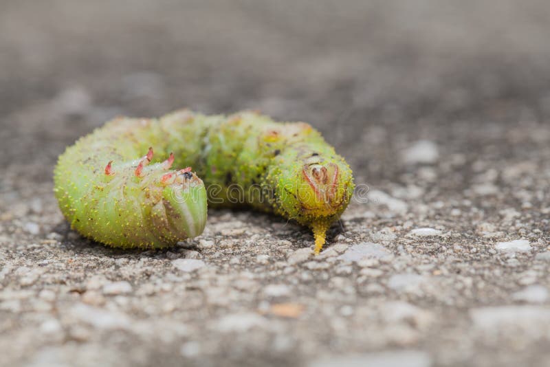 Big Green Worm Walk on the Ground Stock Photo - Image of biology, life ...