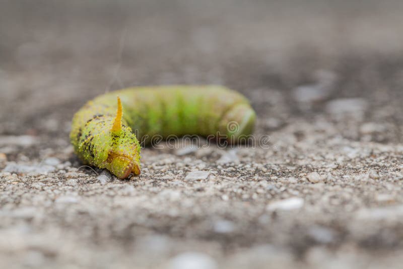Big Green Worm Walk on the Ground Stock Photo - Image of fall, larvae ...