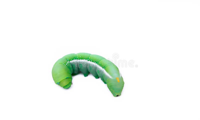 Big green worm stock image. Image of animal, green, nature - 43745447