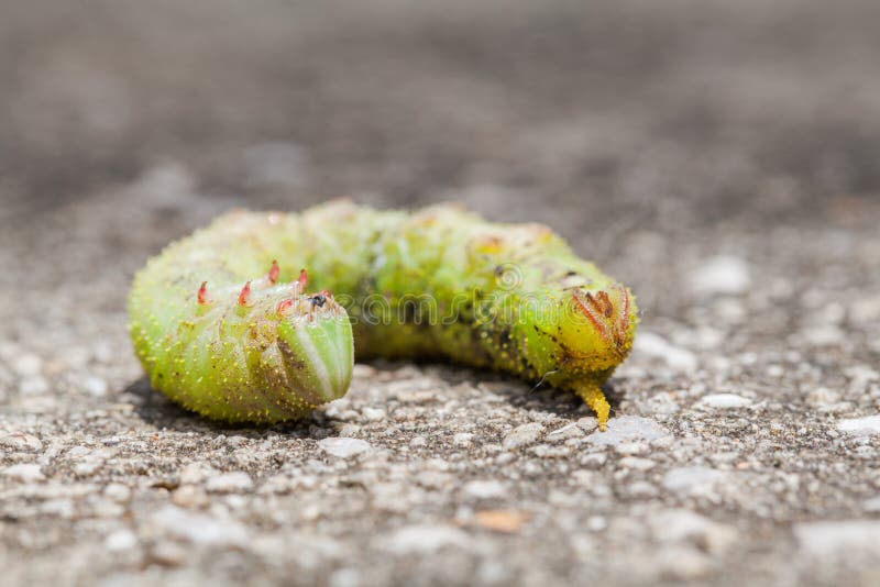 Big Green Worm Walk on the Ground Stock Image - Image of flora, detail ...