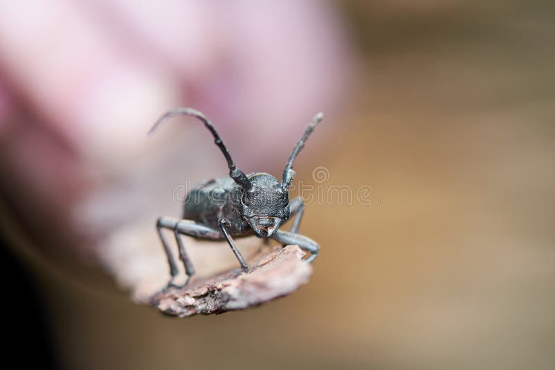 Big Grey Beetle with Black Dots Stock Photo - Image of nature, small ...
