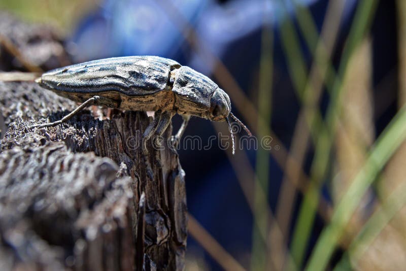 A Big Grey Beetle is on a Tree. Close-up Stock Photo - Image of ...