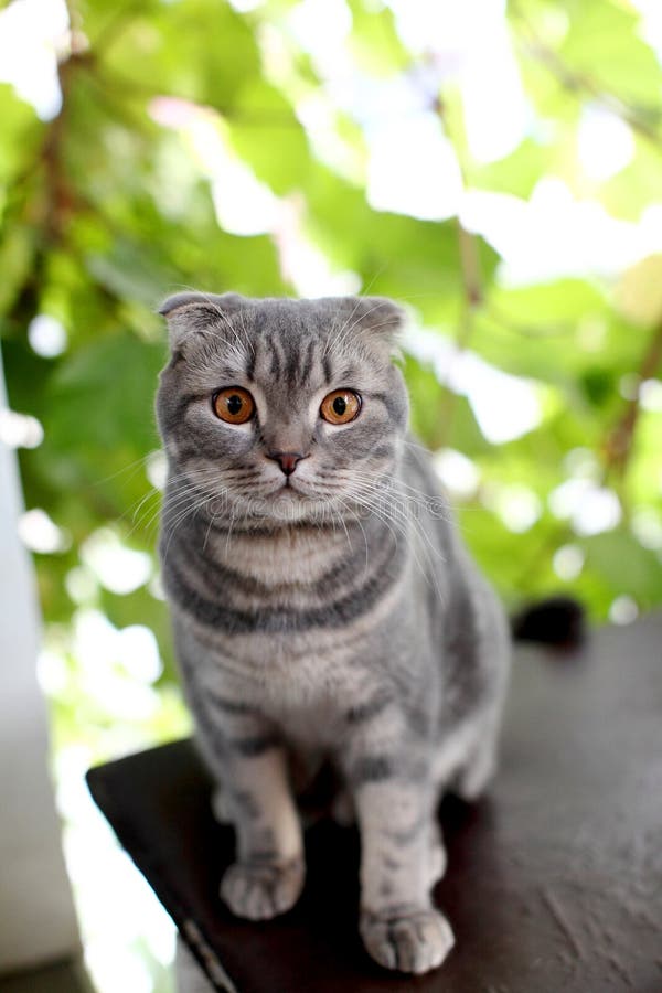 Big Grey British Cat Outdoor. Stock Image - Image of purebred, hair ...