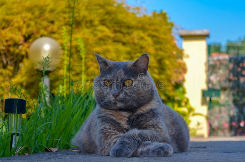 Big grey cat stock photo. Image of grass, lovely, grey - 178325422