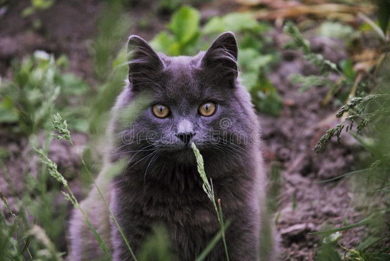 Big grey cat stock image. Image of home, grey, animals - 85478243
