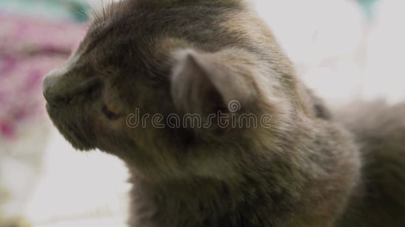 A Tabby Cat Eats Sprouted Oat Grass Stock Footage Video Of Healthy