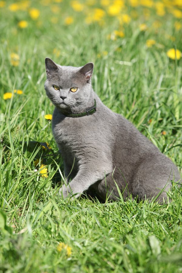 Big grey cat in spring stock photo. Image of beautiful - 40631976