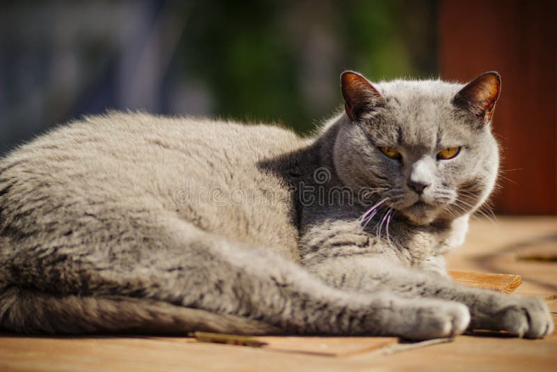 Big grey cat in the yard stock photo. Image of spring - 145509678