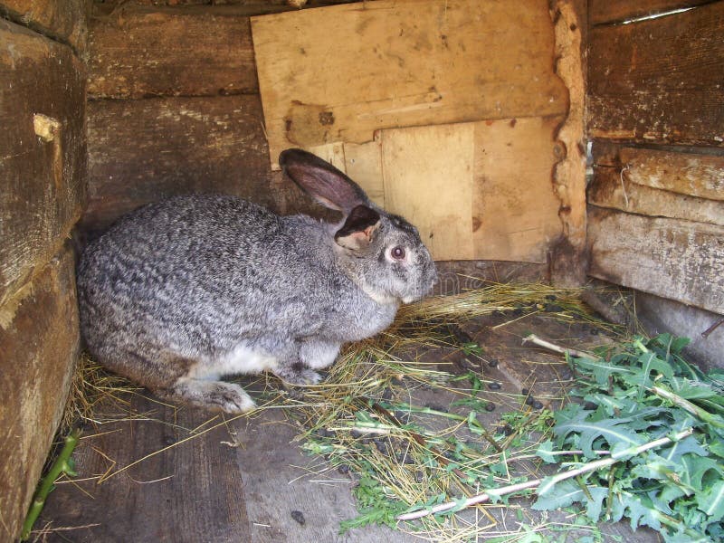 The big grey doe-rabbit stock image. Image of weight - 13393575