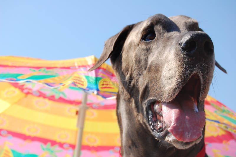 Big grey dog stock image. Image of holiday, rest, great - 5926511