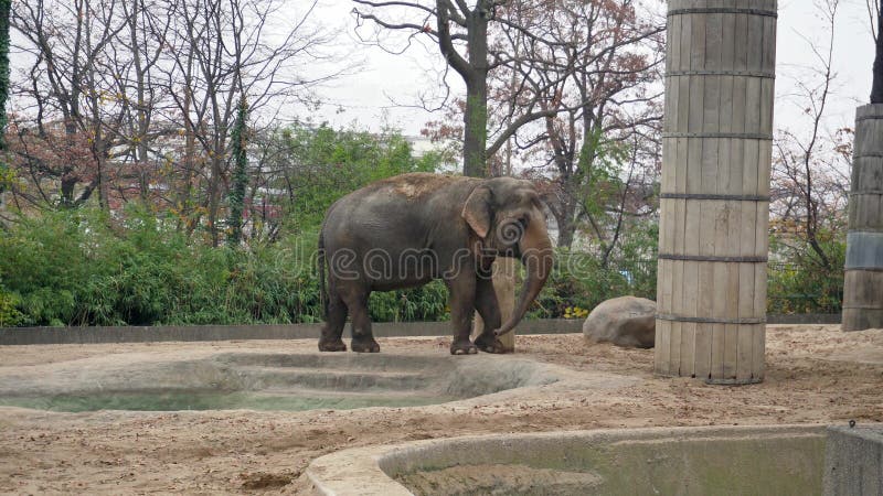 Big Grey Elephant in Berlin Zoological Garden. Stock Image - Image of ...