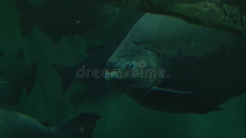 Big Grey Fish Swimming in Front of a Camera in Aquarium, Close Up Shot ...
