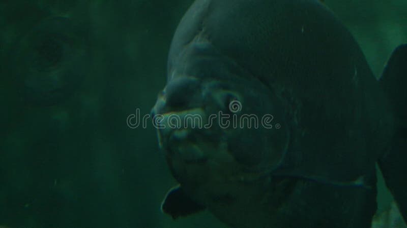 Big Grey Fish Swimming in Front of a Camera in Aquarium, Close Up Shot ...