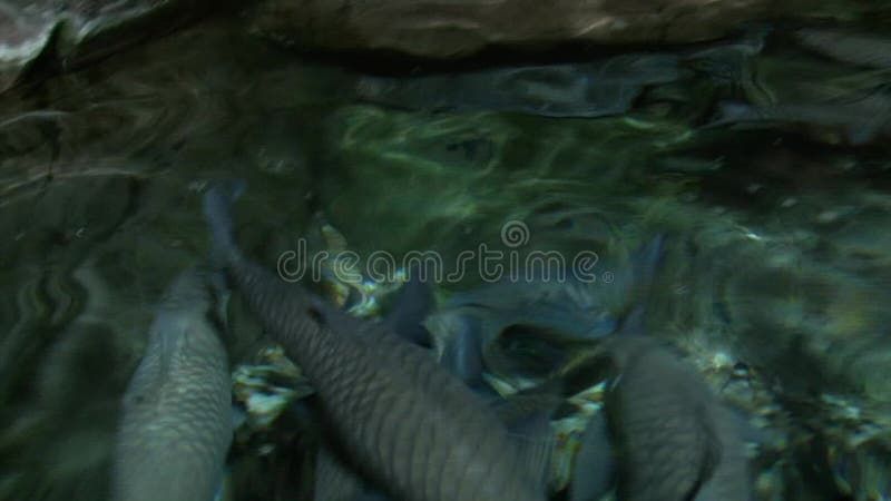 Big Grey Fish Swimming in Front of a Camera in Aquarium, Close Up Shot ...