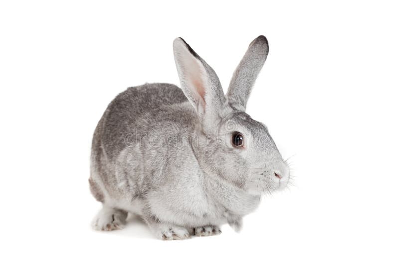 Grey big rabbit stock image. Image of grey, soft, wildlife - 13829481