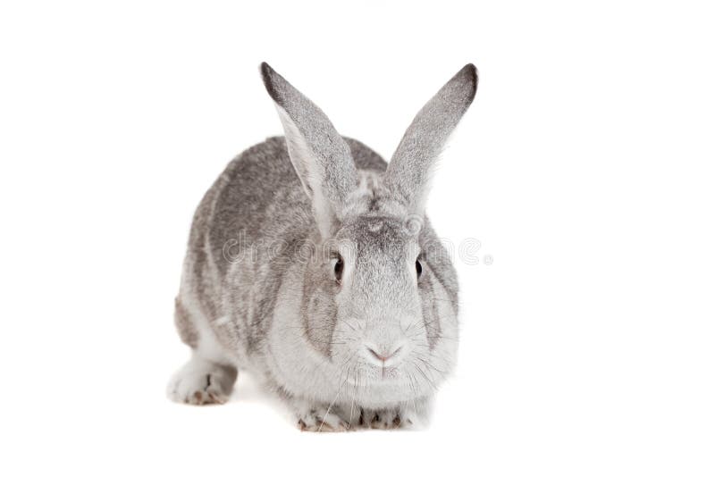 Grey big rabbit stock image. Image of grey, soft, wildlife - 13829481