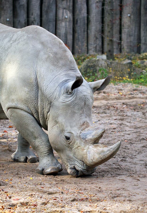 Big grey rhino stock image. Image of heavy, grey, mammal - 37348135