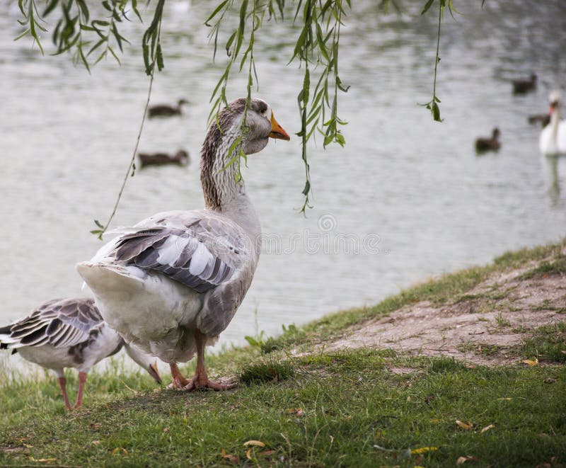 Big grey Toulouse goose stock image. Image of livestock - 77336419
