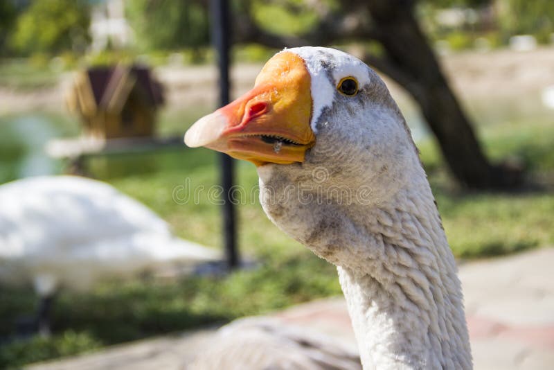 Big grey Toulouse goose stock image. Image of goose, people - 82903223
