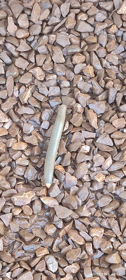 Big grey worm stock image. Image of never, worm, grey - 328852401