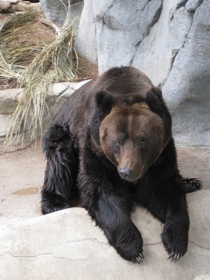 Big grizzly bear stock photo. Image of claws, animal, staring - 9110342