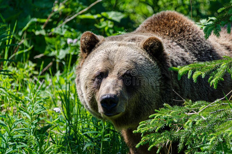 573 Bear Behind Tree Stock Photos - Free & Royalty-Free Stock Photos ...