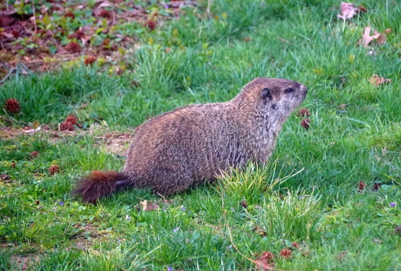 Groundhog Stock Photos - Download 4,041 Royalty Free Photos
