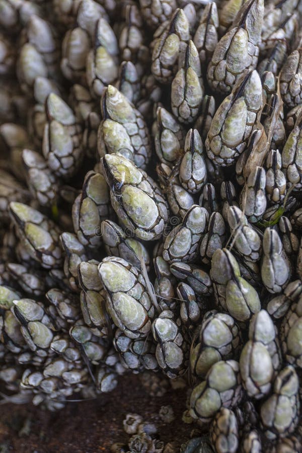 1,289 Barnacle Texture Stock Photos - Free & Royalty-Free Stock Photos ...