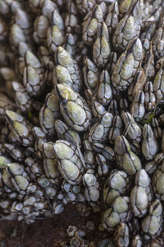 Barnacle in tide pool stock photo. Image of shell, environment - 198057008