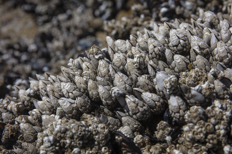 1,289 Barnacle Texture Stock Photos - Free & Royalty-Free Stock Photos ...