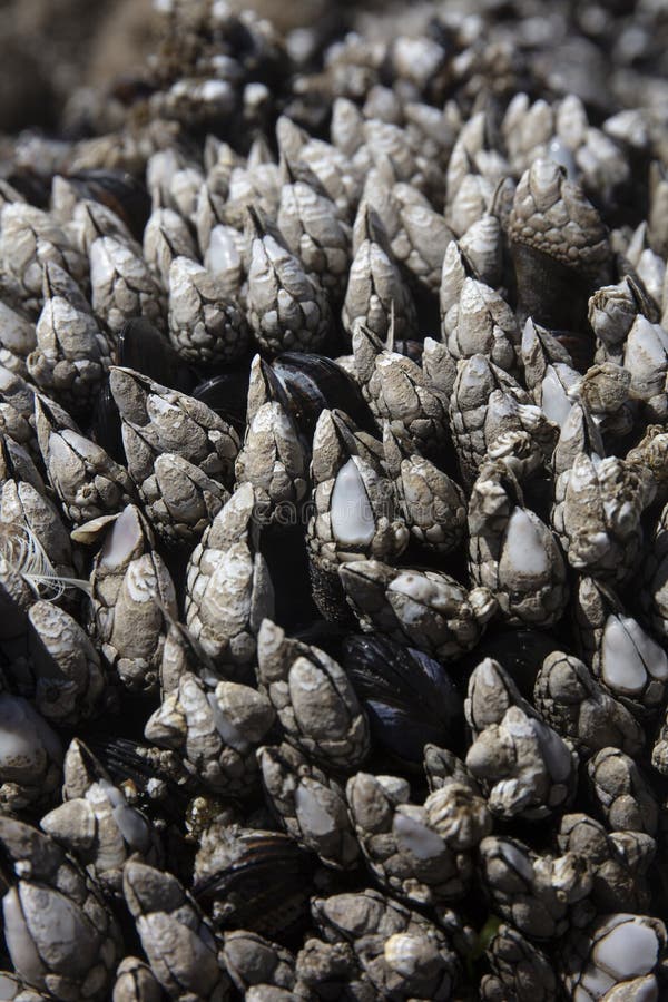 1,289 Barnacle Texture Stock Photos - Free & Royalty-Free Stock Photos ...
