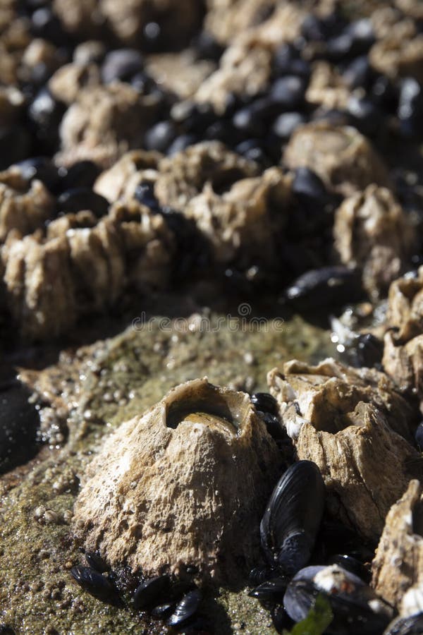 Barnacle in tide pool stock image. Image of group, rough - 198057465