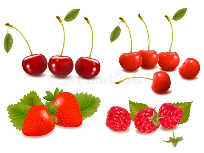 Group of berries. stock vector. Illustration of fruit - 15275731